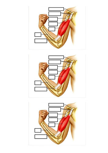 OCR GCSE PE Muscular System Unit of work | Teaching Resources