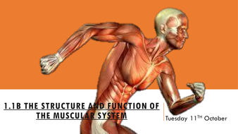 OCR GCSE PE Muscular System Unit of work | Teaching Resources