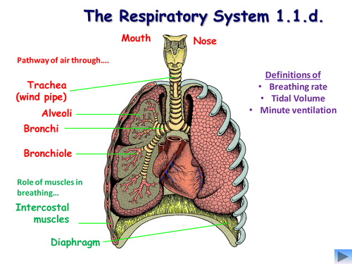OCR GCSE PE Respiratory system unit of work | Teaching Resources