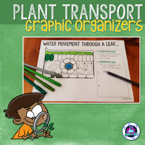 Transport in Plants Graphic Organisers | Teaching Resources