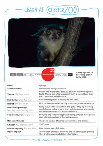 Learn at Chester Zoo - Animal Fact File - Aye-aye | Teaching Resources
