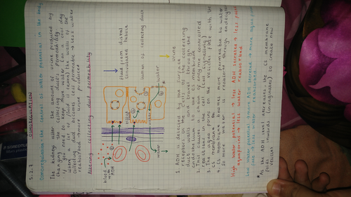 OCR A Level Biology A Revision Notes (Handwritten) | Teaching Resources