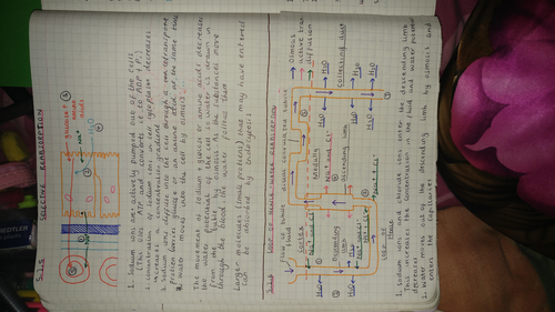OCR A Level Biology A Revision Notes (Handwritten) | Teaching Resources
