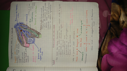 OCR A Level Biology A Revision Notes (Handwritten) | Teaching Resources