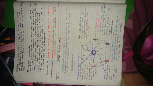 OCR A Level Biology A Revision Notes (Handwritten) | Teaching Resources