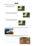 Duck Forces Worksheet | Teaching Resources