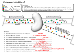 Reabsorption in the Kidneys - Worksheet | Teaching Resources