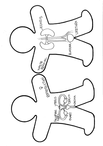 Organs of the body plus reproductive organs | Teaching Resources