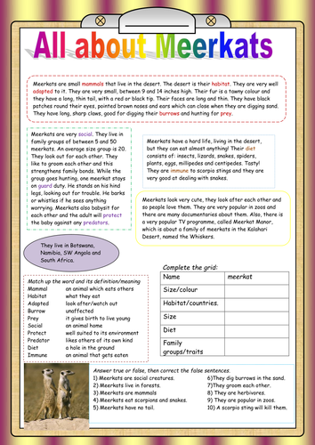 Millicent and Meer. Meerkat activities and cat facts. | Teaching Resources