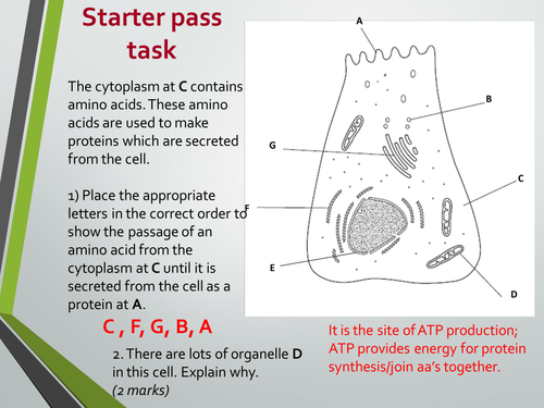 Cells topic. A level Biology, AQA 7401/7402 | Teaching Resources