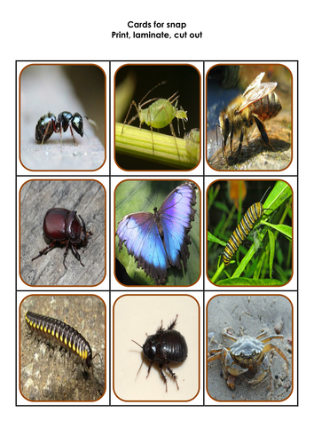 Minibeasts Bingo Snap Matching Pair Card Games Picture cards Bugs ...