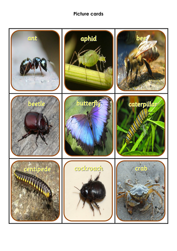 Minibeasts Bingo Snap Matching Pair Card Games Picture cards Bugs ...