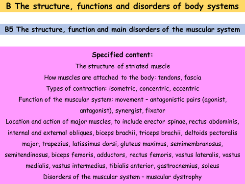 BTEC Level 3 Health & Social Care Anatomy & Physiology B5 & B7 Muscular ...