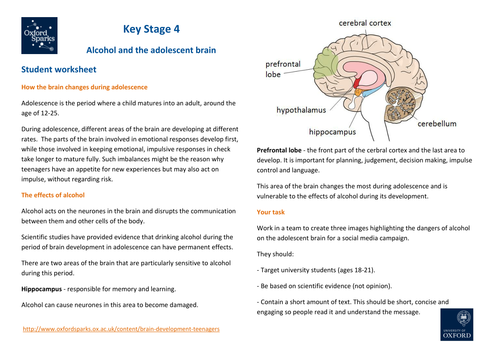 Brain Development in Teenagers: KS4 – Alcohol and the adolescent brain ...