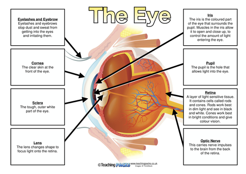 label-the-eye-poster-and-differentiated-matching-activity-teaching