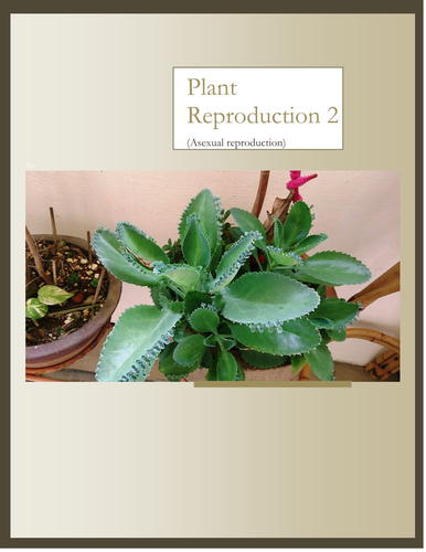 Plant Transportation and reproduction- Revision pack | Teaching Resources