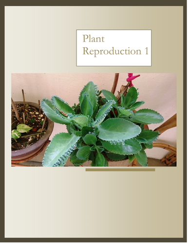 Plant Transportation and reproduction- Revision pack | Teaching Resources