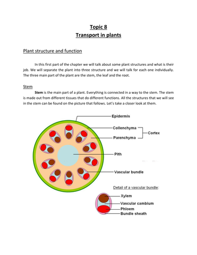 Transport in plants - IGCSE Biology - CIE | Teaching Resources