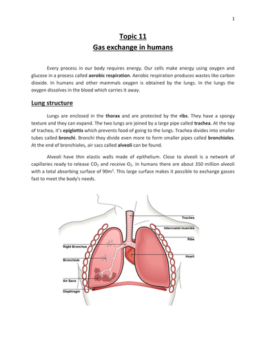 Gas Exchange - IGCSE Biology - CIE | Teaching Resources