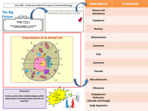 The Cell Organelles | Teaching Resources