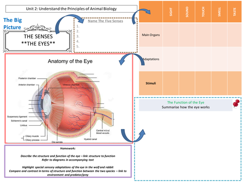 Sense Organs and The Eye | Teaching Resources