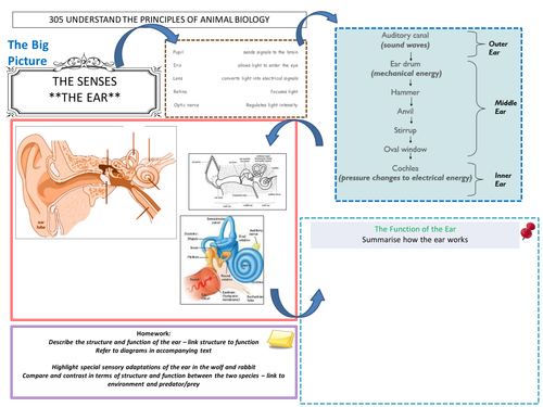 Sense Organs - The Ears and Nose | Teaching Resources