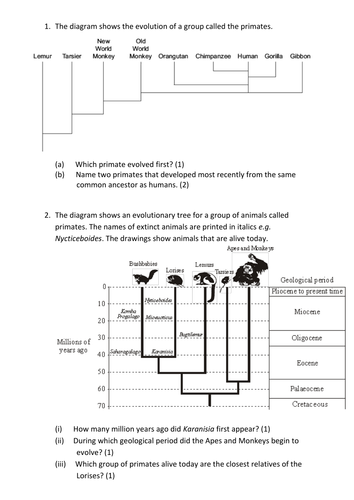 Evolutionary trees | Teaching Resources