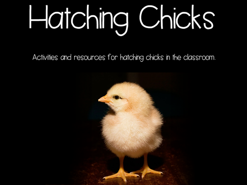 Hatching Chicks | Teaching Resources