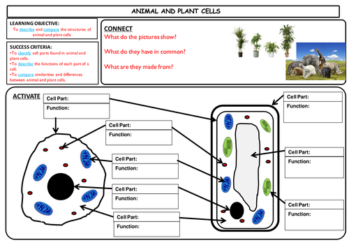 Activate 1 - Animal and Plant cells - Year 7 | Teaching Resources