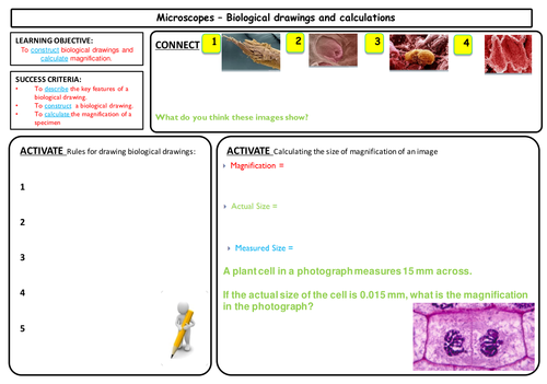 Year 7 - Microscopes - Biological drawings and calculating ...