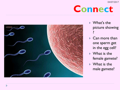 KS3 fertilisation | Teaching Resources