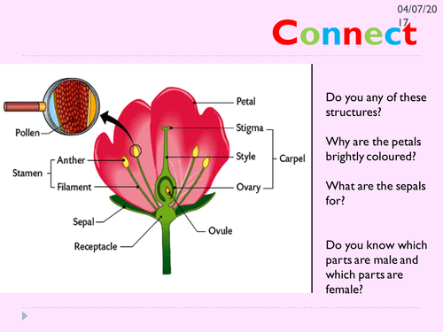 KS3 pollination lesson | Teaching Resources