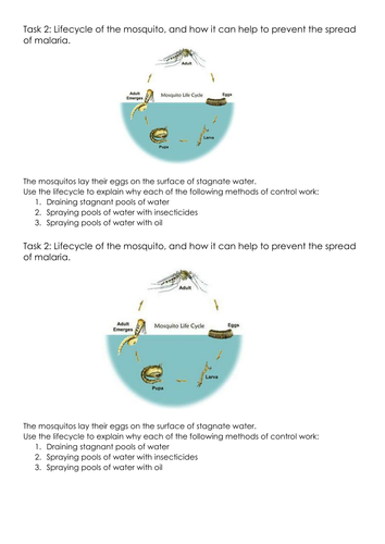 AQA GCSE Biology Infection: Lifecycle of malaria. | Teaching Resources