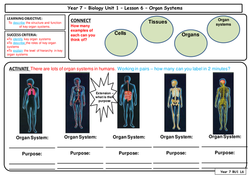 Year 7 - Organ Systems - Mapped to AQA GCSE Biology | Teaching Resources