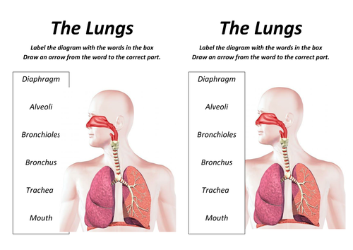 KS3 Gas exchange | Teaching Resources