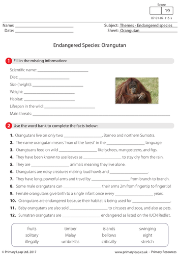 Endangered Species - Orangutan | Teaching Resources