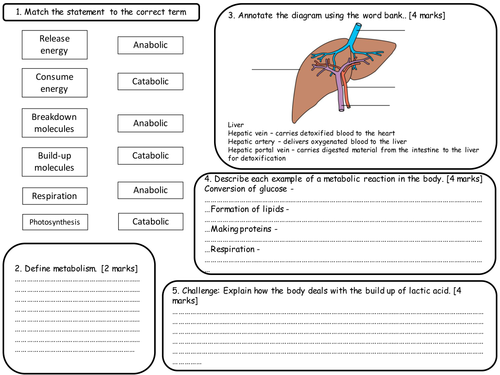 Metabolism and the liver | Teaching Resources