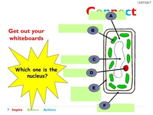 AQA GCSE Biology - Cell Biology - Cell Differentiation and ... AQA GCSE Biology - Cell Biology - Cell Differentiation and ...