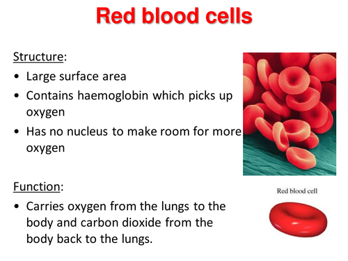 AQA GCSE Biology - Cell Biology - Cell Differentiation and ... AQA GCSE Biology - Cell Biology - Cell Differentiation and ...