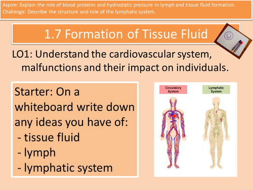 Lymphatic System and Formation of Tissue Fluid Health and Social Care ...