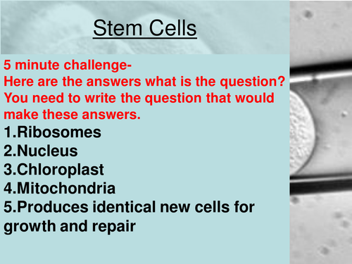 stem cells | Teaching Resources