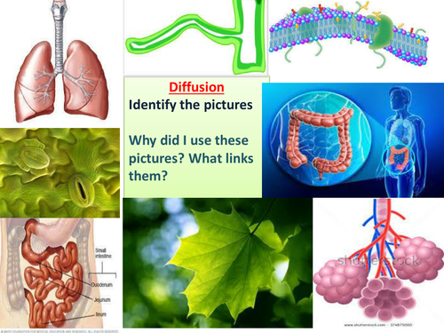 diffusion | Teaching Resources