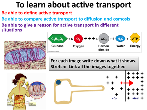active transport | Teaching Resources