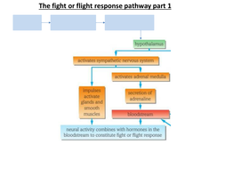 New Biology A Level OCR 5.5.8 Coordinating responses (Fight or flight ...