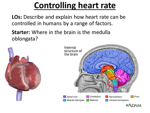 New Biology A Level OCR 5.5.9 Controlling heart rate | Teaching Resources