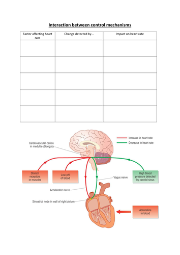 New Biology A Level OCR 5.5.9 Controlling heart rate | Teaching Resources