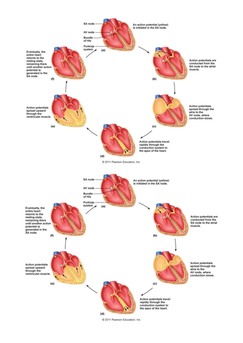 New Biology A Level OCR 5.5.9 Controlling heart rate | Teaching Resources