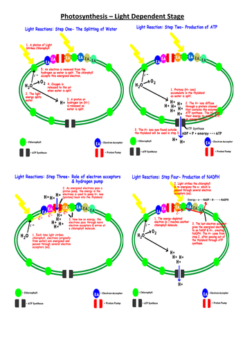 New Biology A Level OCR 5.6.3 The light dependent stage | Teaching ...