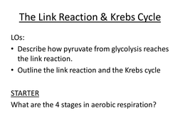 New Biology A Level OCR 5.7.4 The link reaction and the Krebs cycle ...