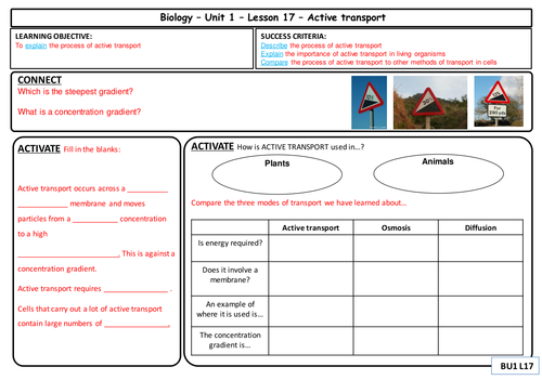 New Spec AQA Biology - Cell Biology - Active Transport | Teaching Resources